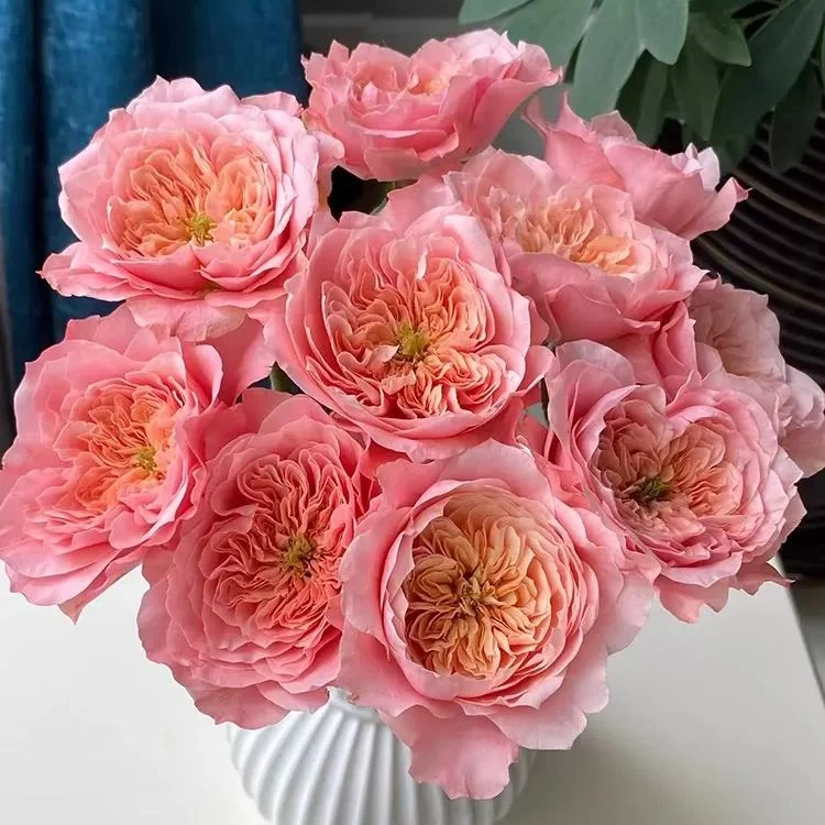 Mikoto Rose Seeds