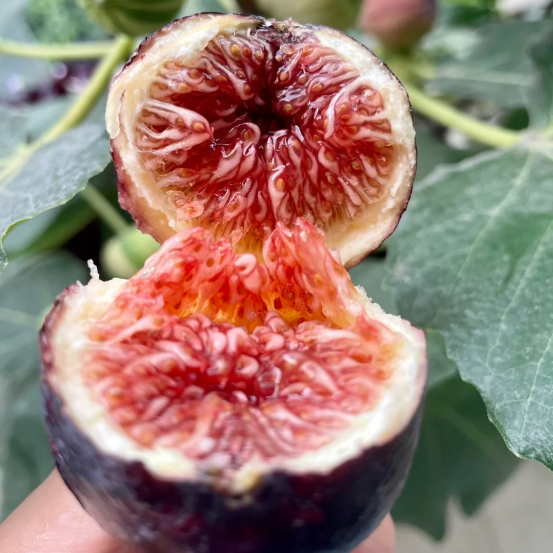 🌈Rainbow Figs (BNR Figs) – Pretty And Delicious