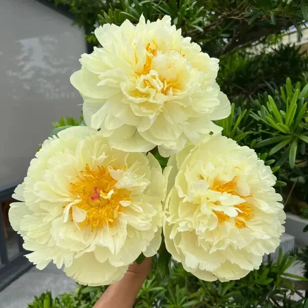 🔥LAST DAY 45% OFF🌺THE QUEEN OF FLOWERS—DOUBLE PETALED PIANI