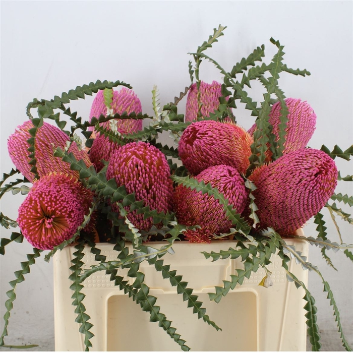 Banksia dusty pink 60cm