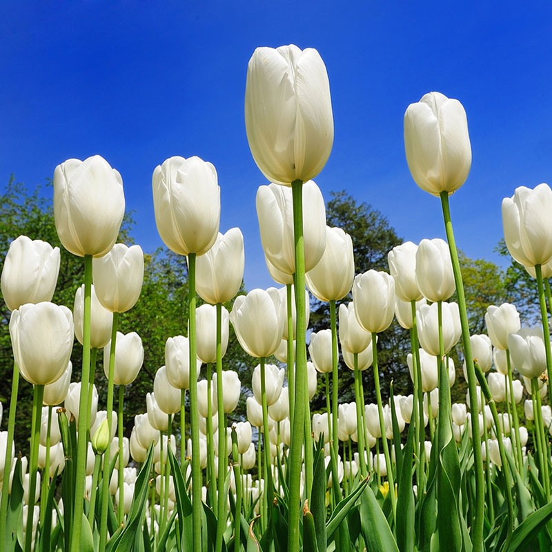 JONY PARK How to Grow Tulips From Seeds vs. Bulbs?