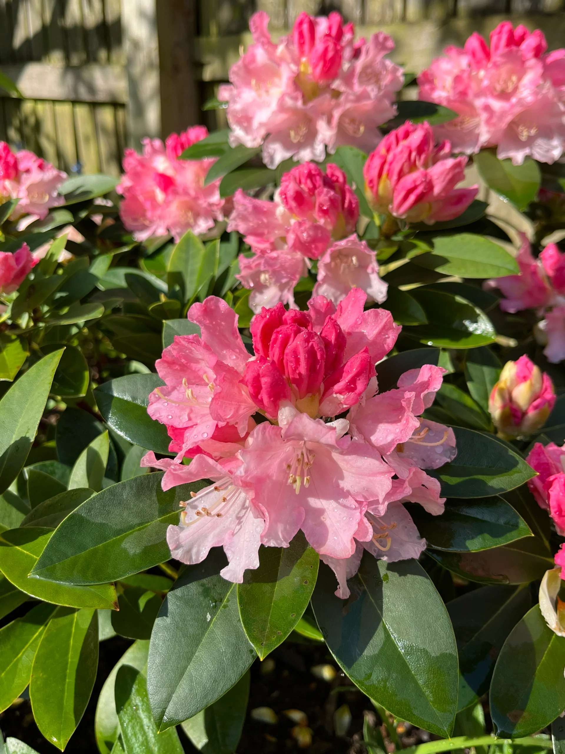 Alpine Azalea Seeds 🌸 Rare Species