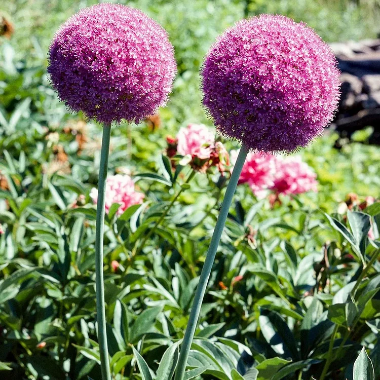 Allium Giganteum Pink De Zoektocht Naar De Perfecte Allium The