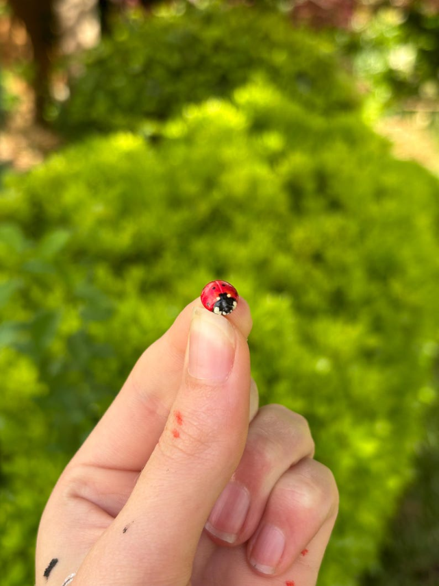 Ladybug Pin