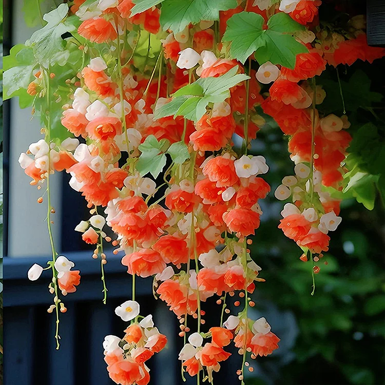 Weeping Begonia – A Cascading Floral Beauty 🌸