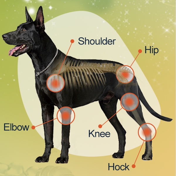 Glucosamine and Chondroitin Improves the Mobility of Dogs