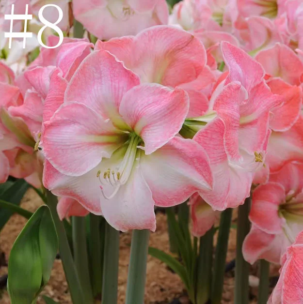 Rare Amaryllis Bulbs