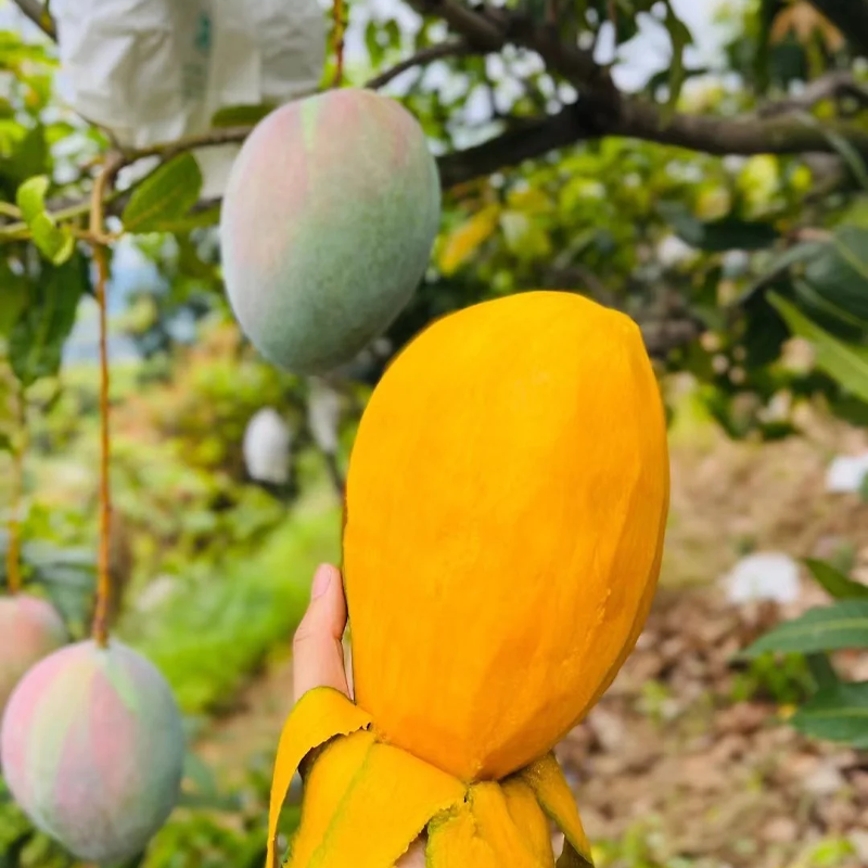 🌴 Silky-Sweet & Juicy Mango Tree Seeds – Tropical Flavor at Home 🌴