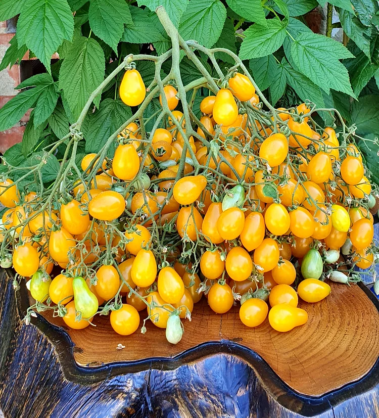 Waterfall Tomato Seeds