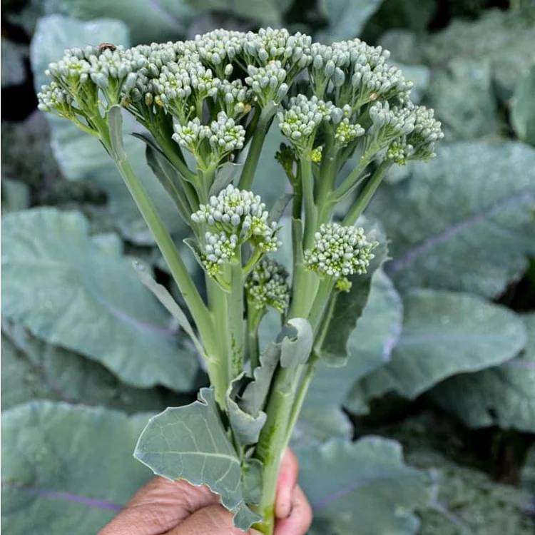 🥦Rare Broccolini Seeds