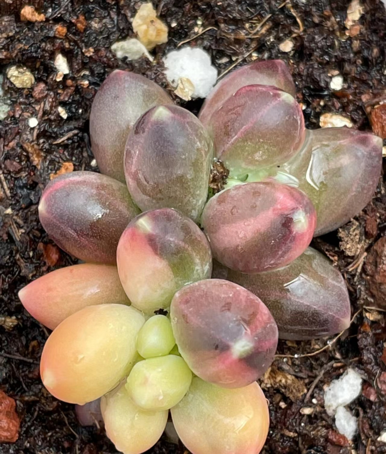 China Aeonium Succulents Haworthia Garden flowers
