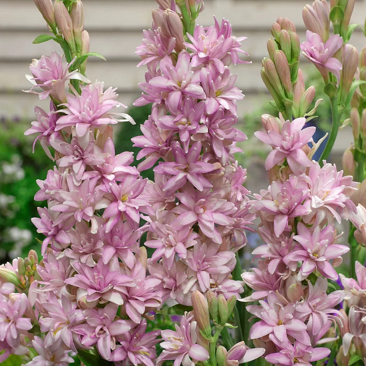 Double Tuberose Bulbs