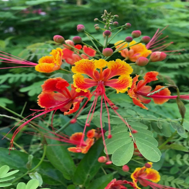 Peacock Flower Seeds