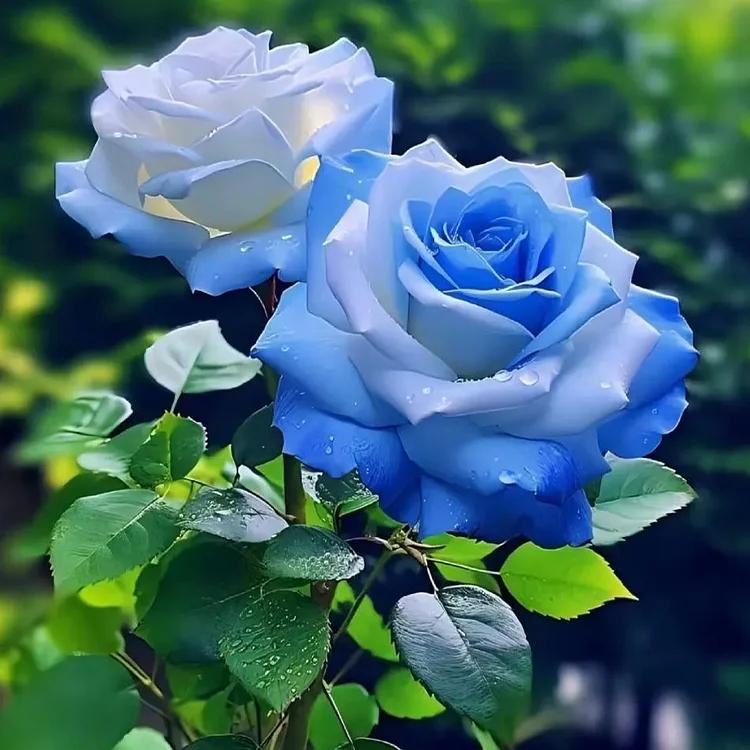 Crushed Ice Blue Rose Seeds
