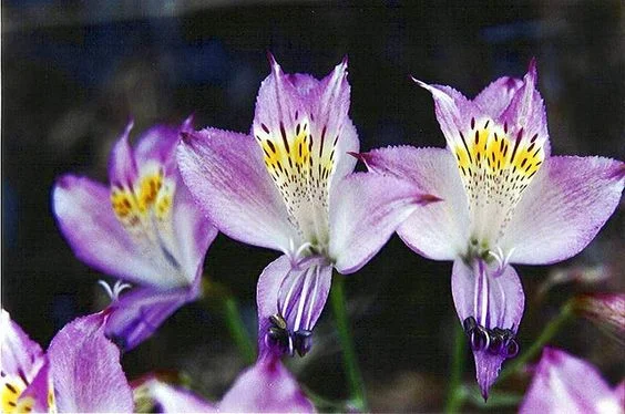 Alstroemeria Pulchra“Lilac”