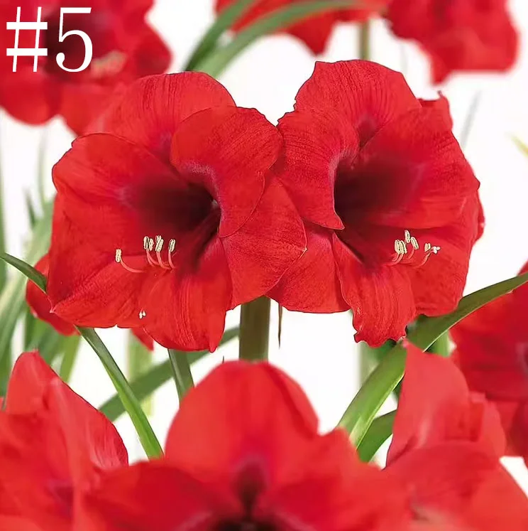 Rare Amaryllis Bulbs