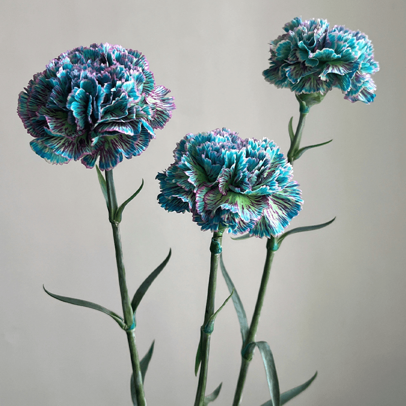 Rare Magic Turquoise Carnation Seeds