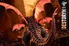 Destoroyah - Godzilla vs. Destoroyah Resin Statue - HARD SHELL Studios
