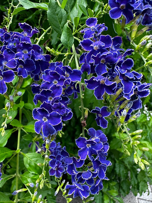 🌸 Add a Pop of Color with the Golden Dewdrop – Duranta!