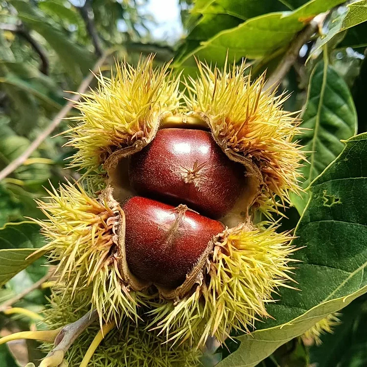 🌰 Dwarf Chestnut Seeds – Sweet and Fragrant Nuts