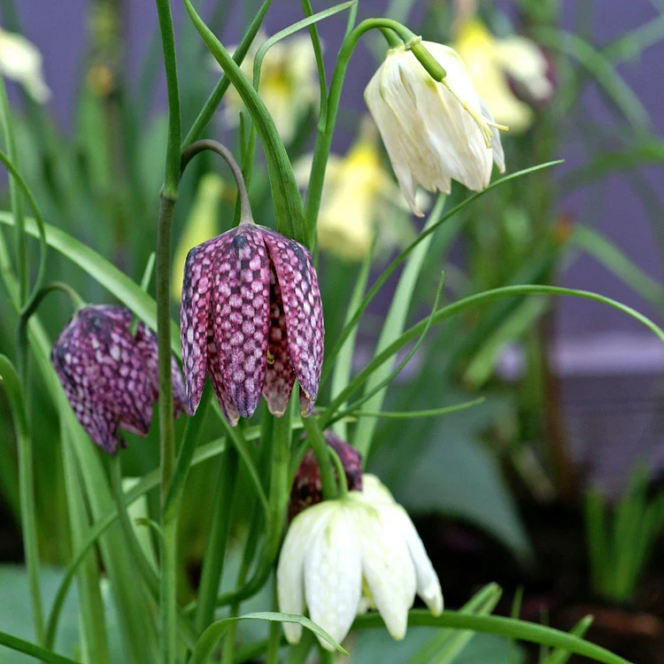 Fritillaria Checkmate Mix