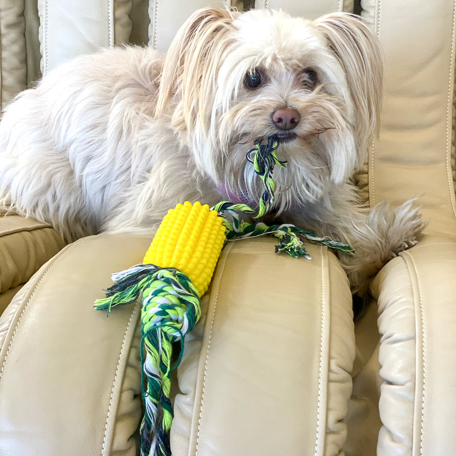 Corn Cob Dog Chew Toy