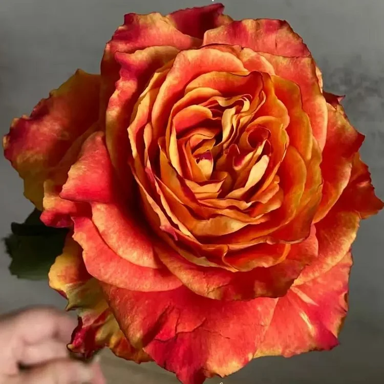 'Ode to Joy' Rose Seeds