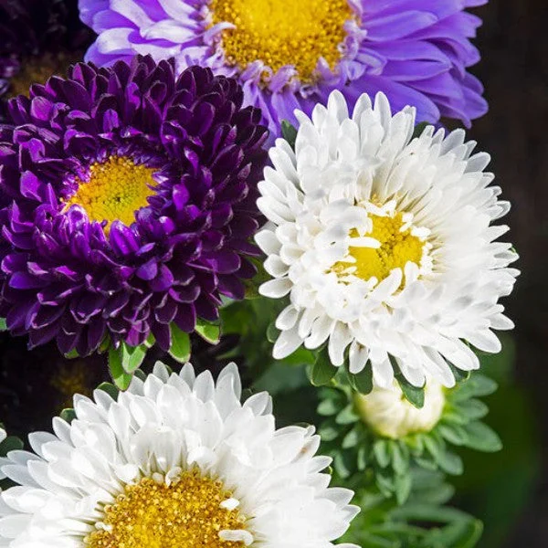 Hybrid Dwarf Aster 50 Seeds