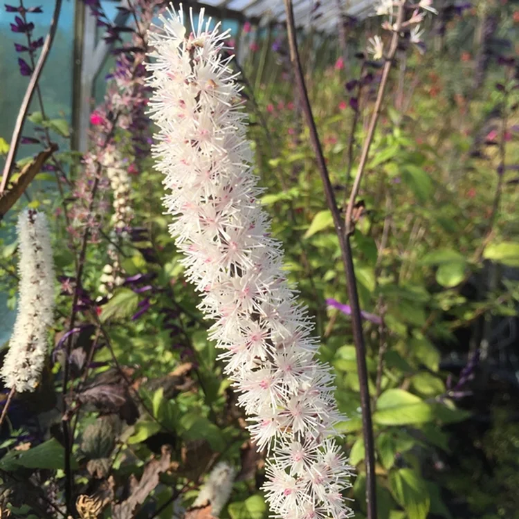 Pink Spike Cimicifuga