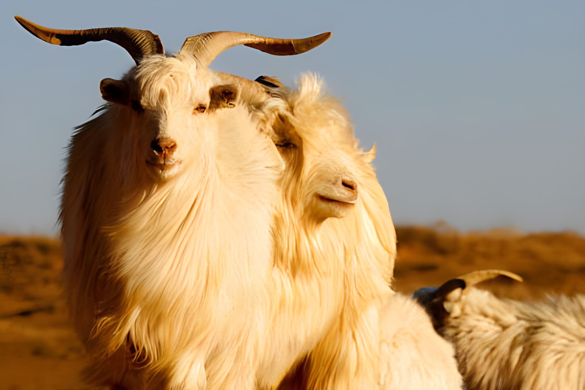 Cashmere，With Its Gentle Power,Is Influencing The World