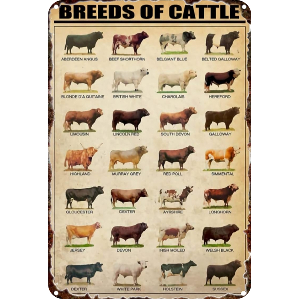 Breeds Of Cattle - Metal Tin Signs(8*12Inch/12*16Inch)