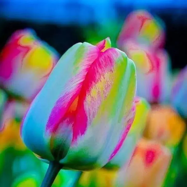 Bonsai Rare Color Tulip Seeds #21