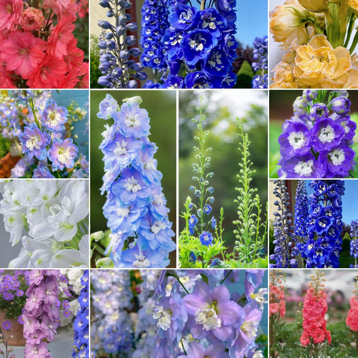 Delphinium Seeds-Mixed 7 Colors