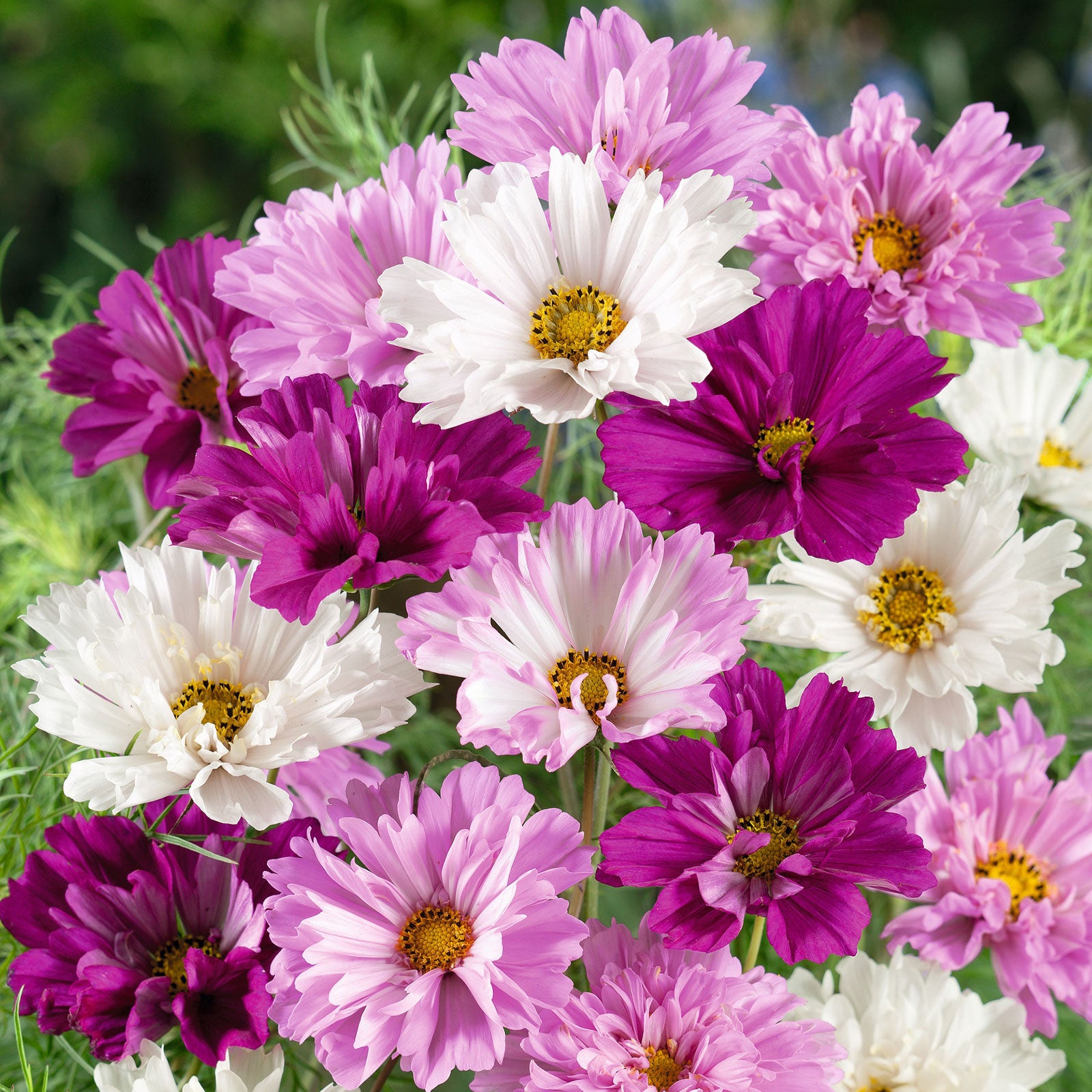 Double Cosmos Seeds