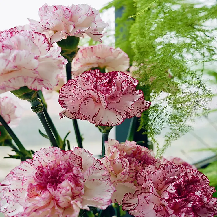 Double Carnation-Flower Seeds