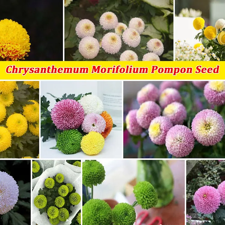 Chrysanthemum Morifolium Pompon Seeds- Mixed Color