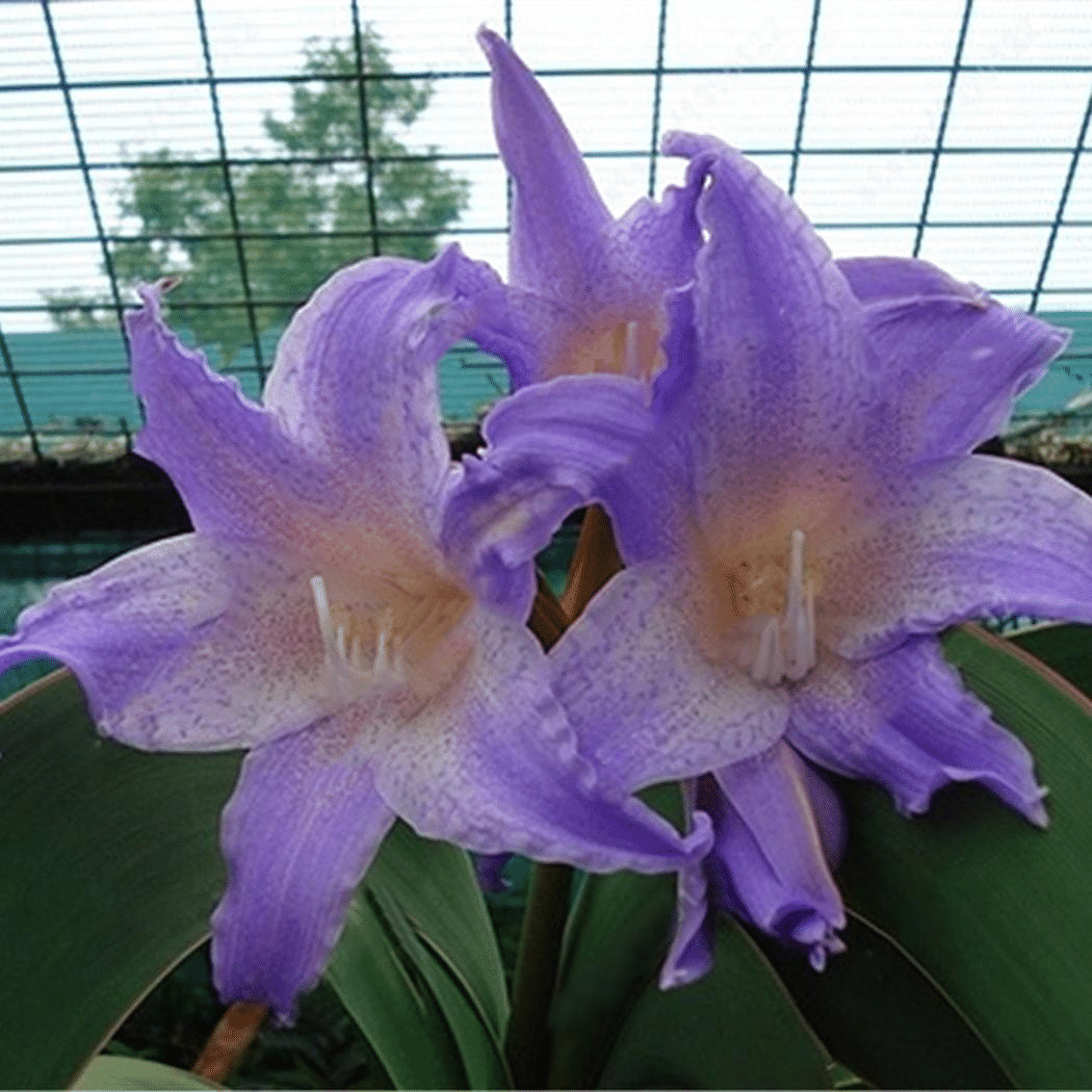 50 Particle Hippeastrum Rutilum Seeds Bonsai Home Garden Balcony Plants