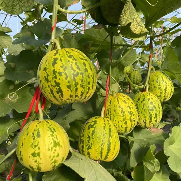 🍈BALI FRAGRANT MUSKMELON SEEDS - SUPER SWEET FRUIT SEEDS FOR SOWING IN ...