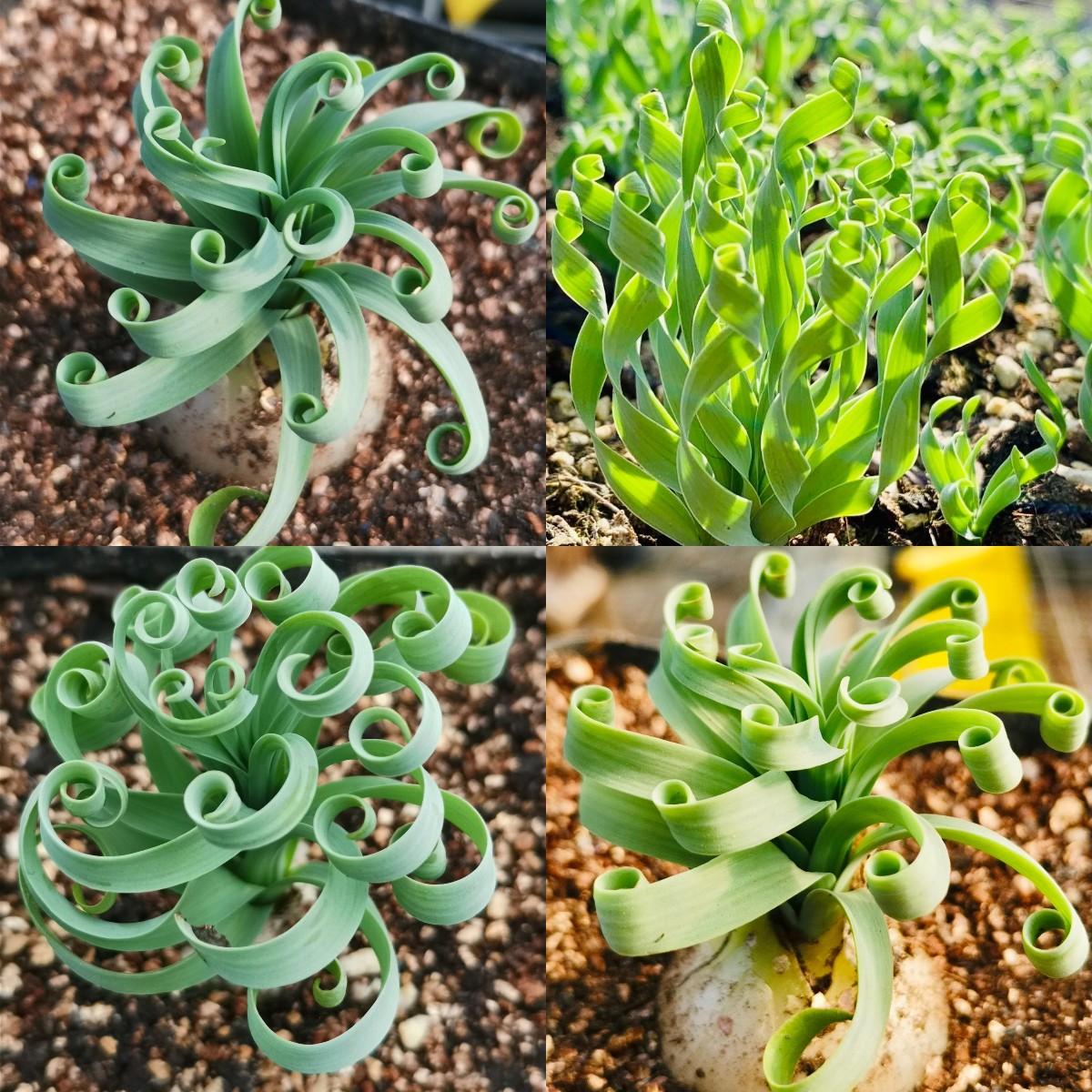 Rare Spring Grass Spiral Succulents