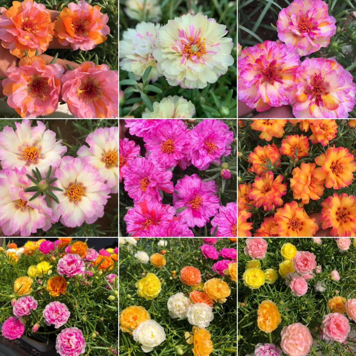 Mixed Portulaca grandiflora (Moss Rose) seeds