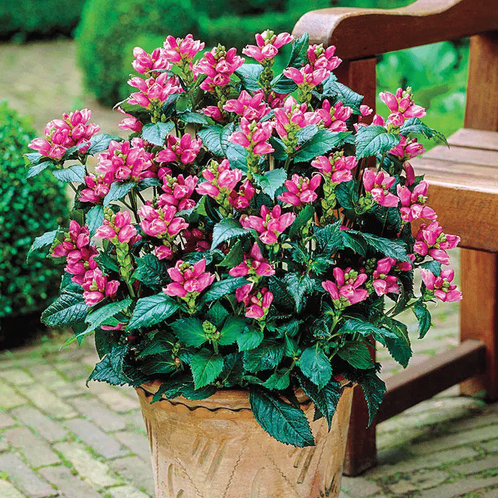 50pcs Red Turtlehead Flower Seeds