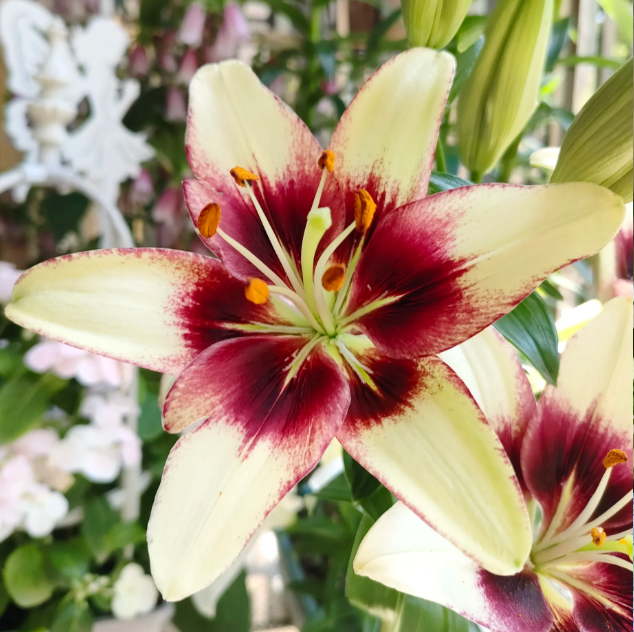 Ink Tender Asia Lily Seeds