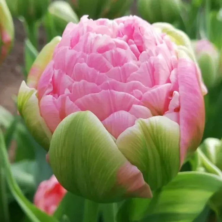 Tulip Strawberry Cream Seeds