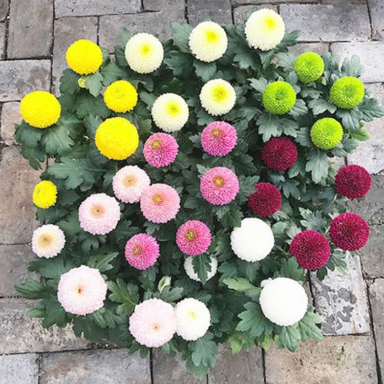 Chrysanthemum Morifolium Pompon Seeds- Mixed Color