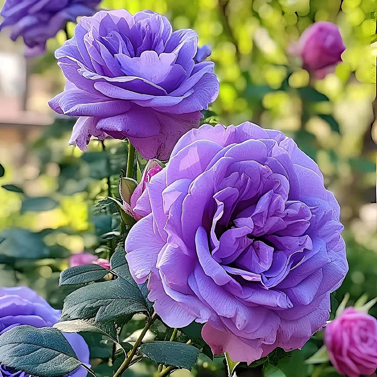 Rare Purple Dream Rose Seeds