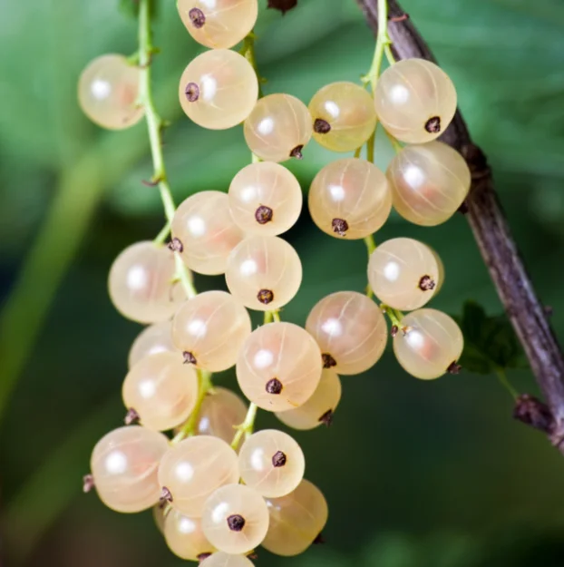 Currant seeds