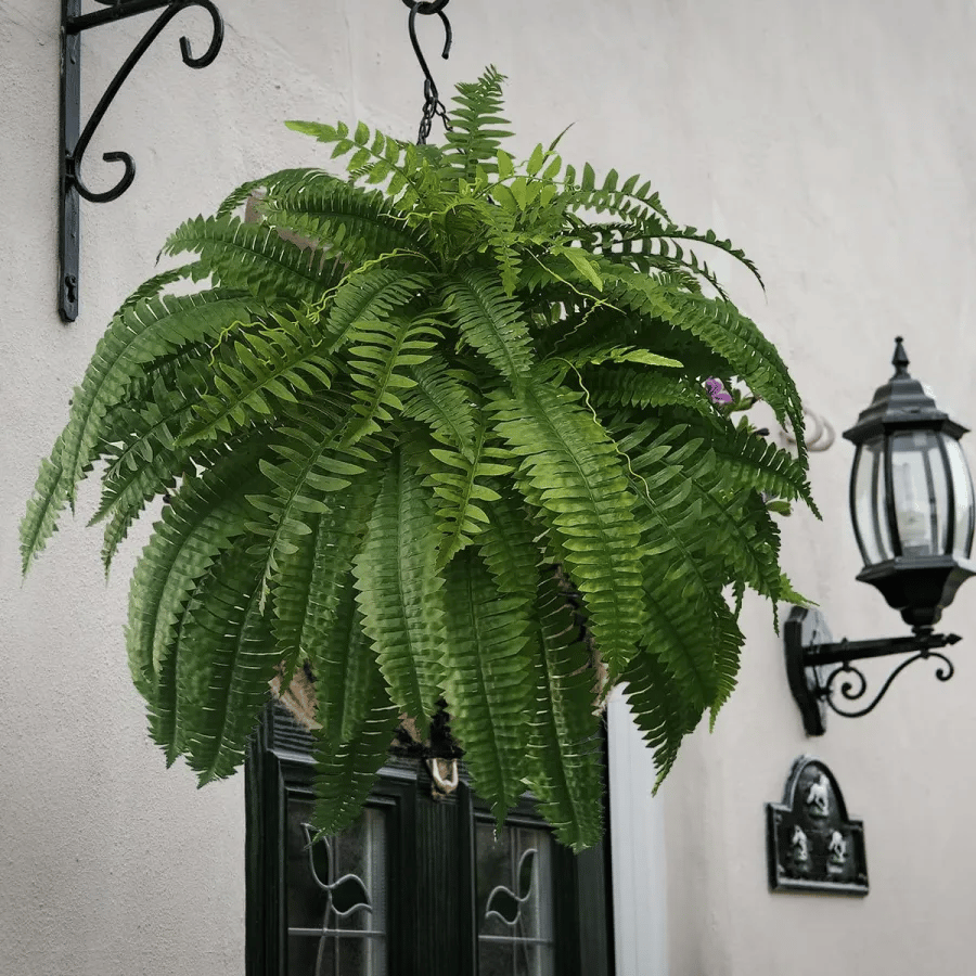 🔥$9.97 On Sale Today Only🌱UV Resistant Lifelike Artificial Boston Fern 🔥$9.97 On Sale Today Only🌱UV Resistant Lifelike Artificial Boston Fern