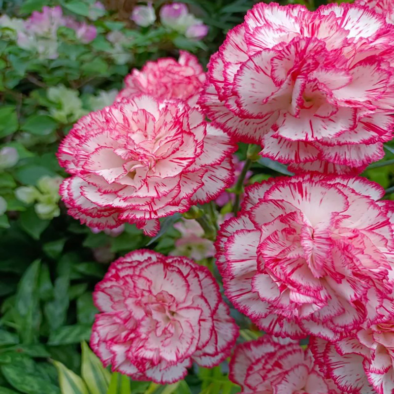 Double Carnation-Flower Seeds
