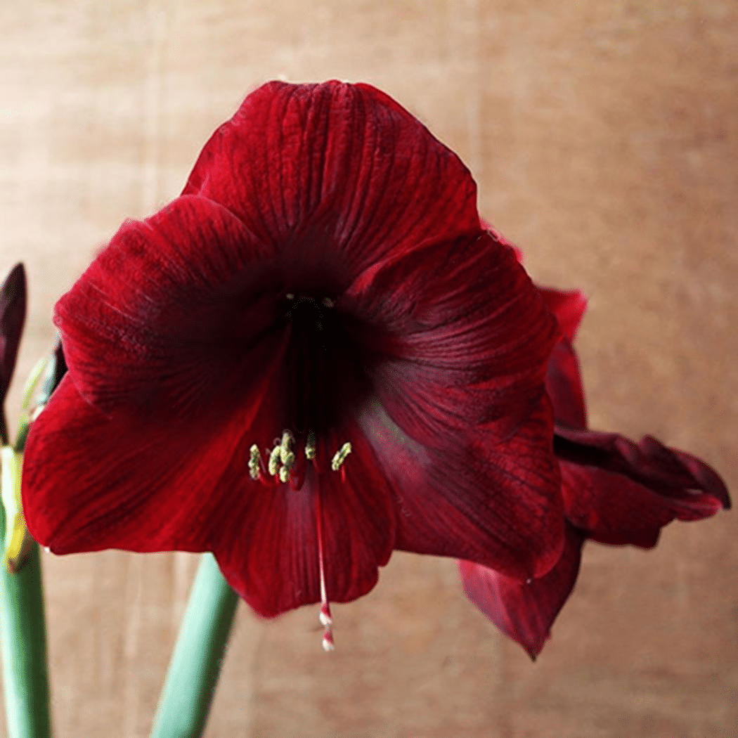50 Particle Hippeastrum Rutilum Seeds Bonsai Home Garden Balcony Plants
