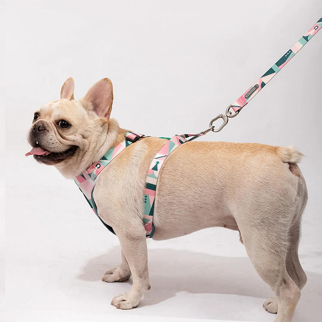 Vibrant Colorblock Harness & Leash Walk Kit
